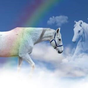 Run Free, liebe Fee | Moerchengeber – die vernetzte Tierhilfe für Pferde