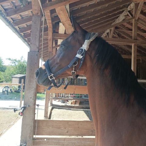 Shalil | Araber | Moerchengeber – die vernetzte Tierhilfe für Pferde