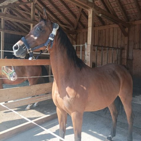 Shalil | Araber | Moerchengeber – die vernetzte Tierhilfe für Pferde